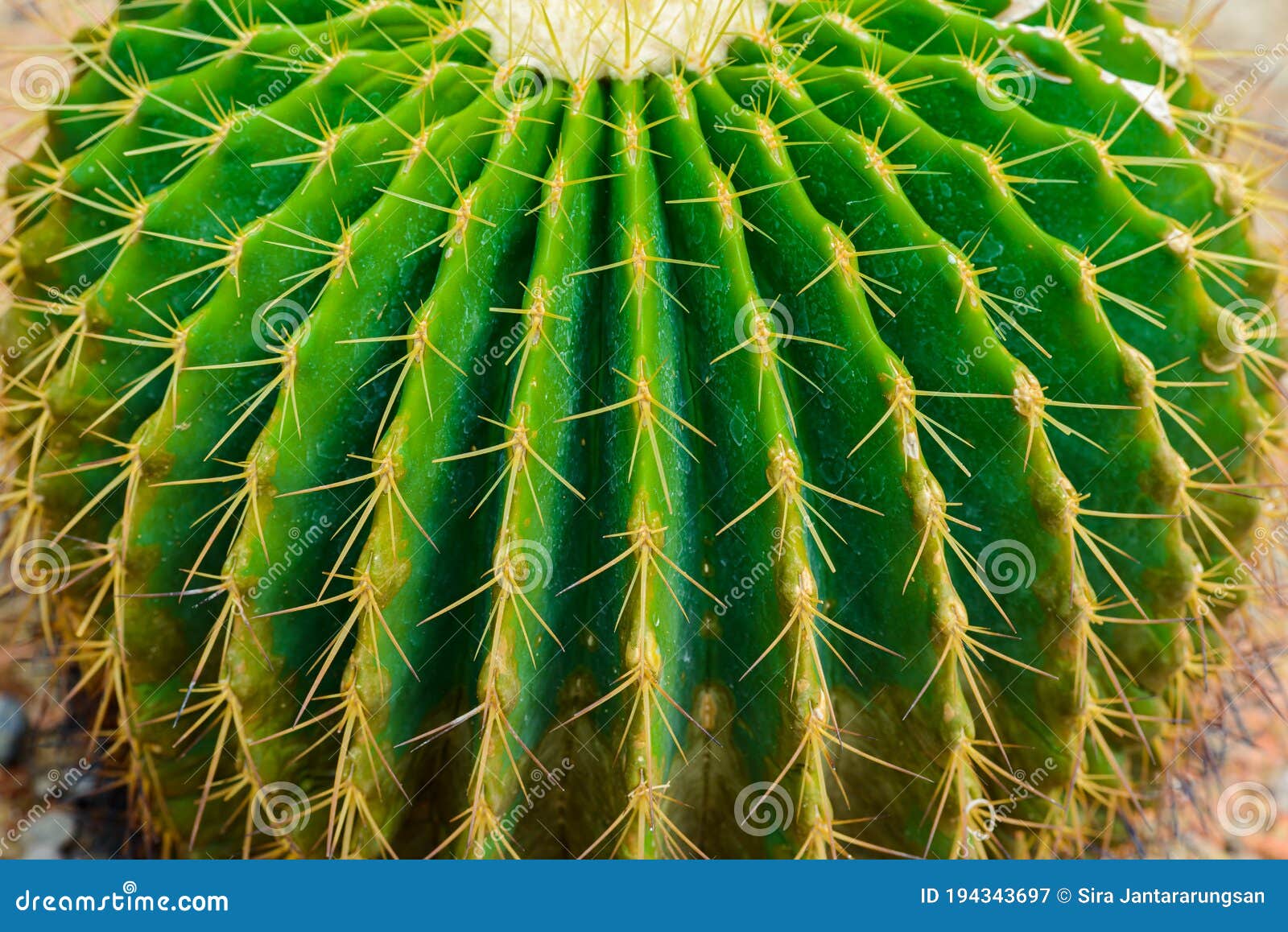 Close Up Thorn Cactus Texture Stock Image - Image of background, flower ...