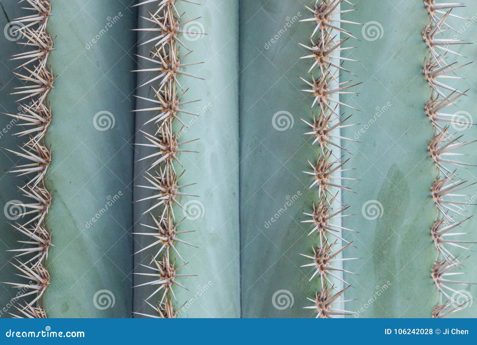 Close Up of Thorn on Cactus Stock Photo - Image of prickly, growth ...