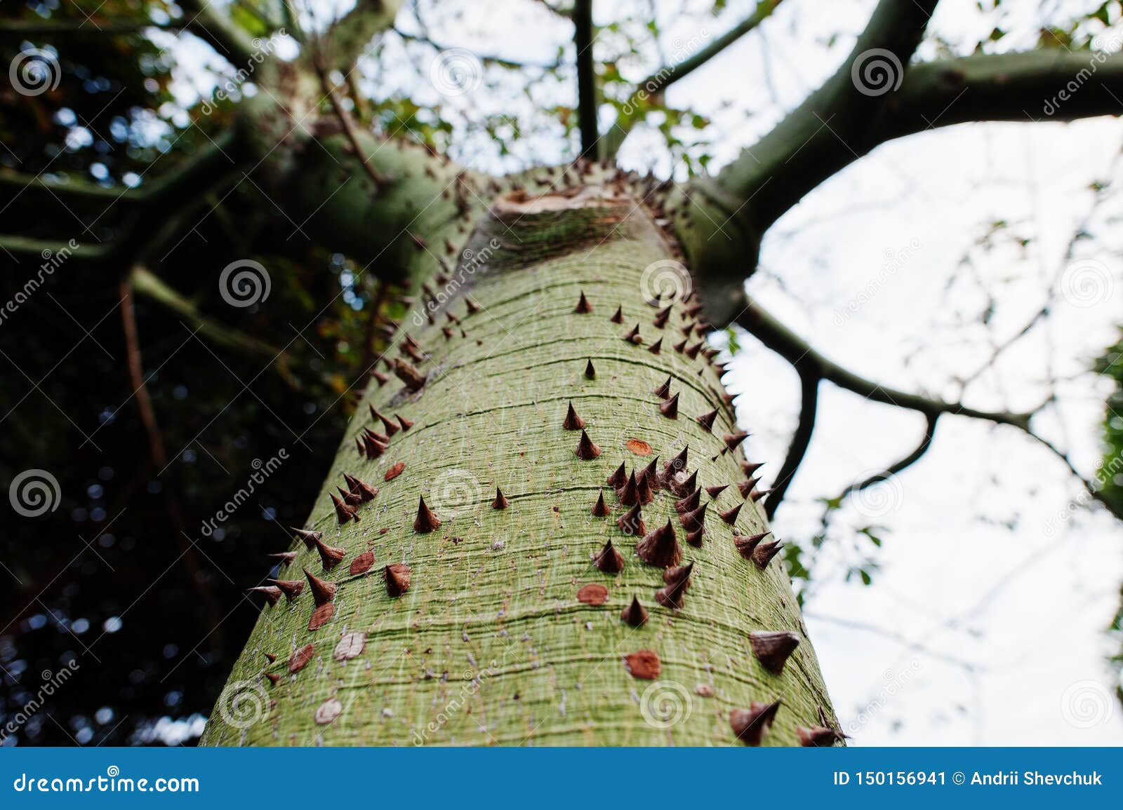 Close Up of Thorn Tree with Thorny Trunk Stock Image - Image of grow ...