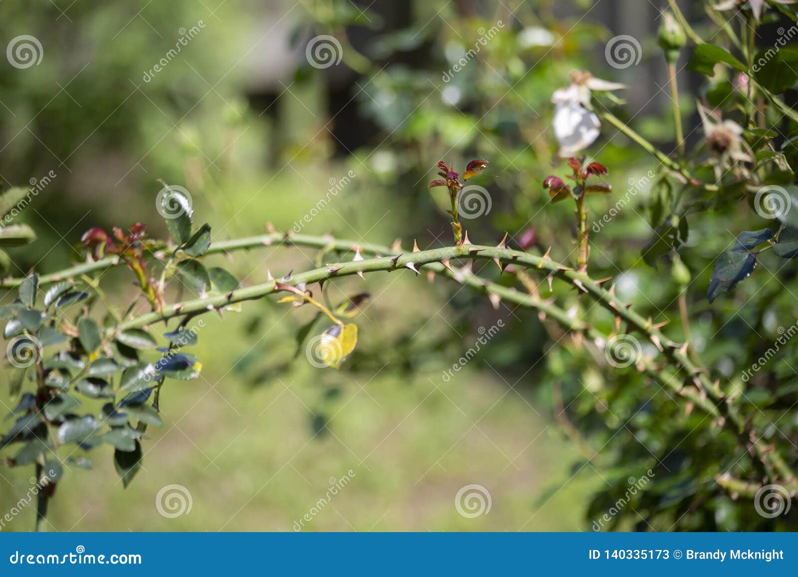 Close-up of Thorns on a Vine Stock Image - Image of organism, natural ...
