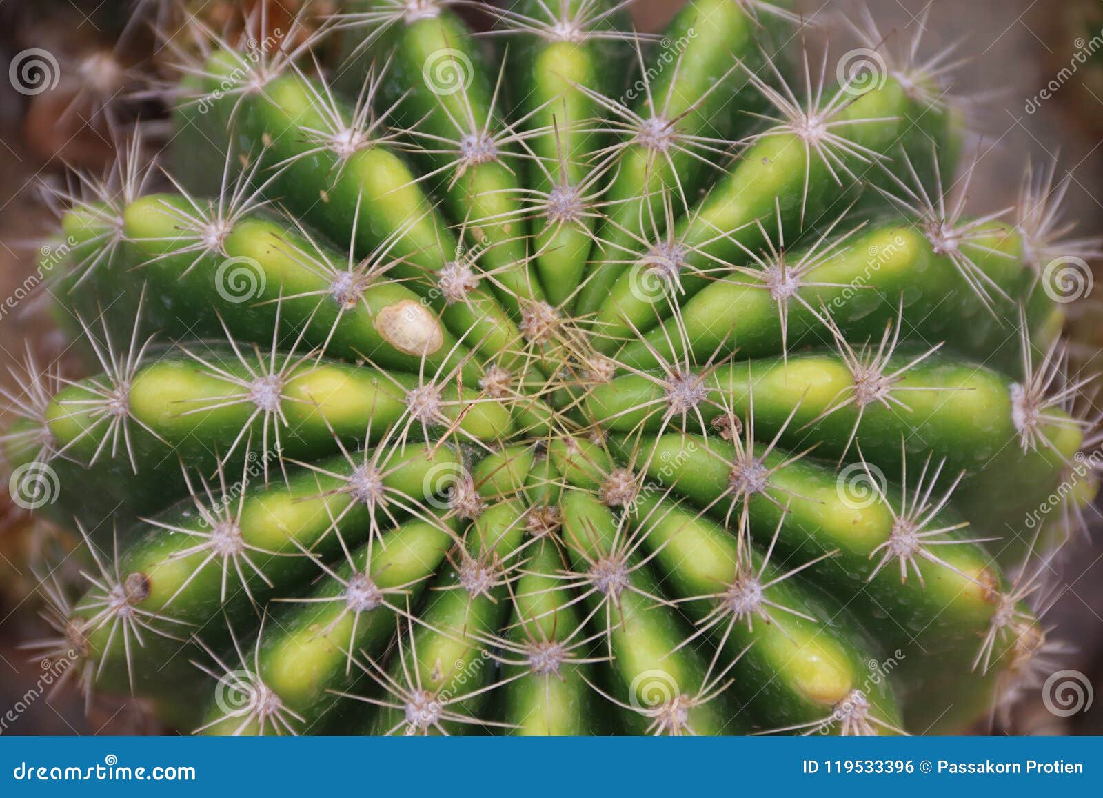 Close Up of Thorny Green Cactus. Stock Photo - Image of amazing ...