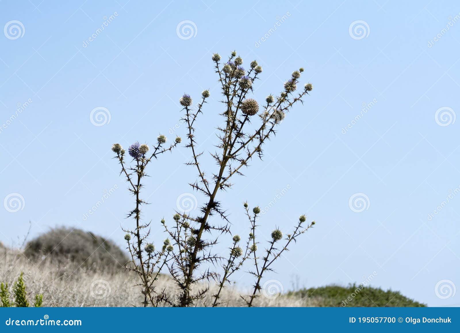 Thistle in Front of Blue Sky Stock Photo - Image of thistle, plant ...