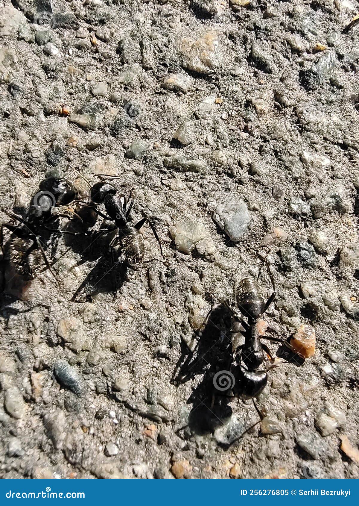 Ants Row Running Royalty-Free Stock Photo | CartoonDealer.com #89017623