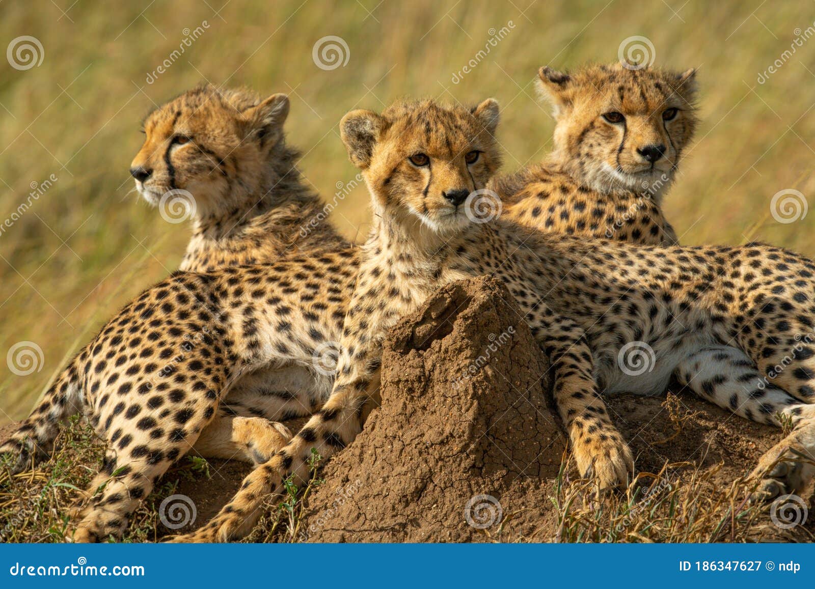 Close-up of Three Cheetah Cubs Behind Mound Stock Image - Image of ...