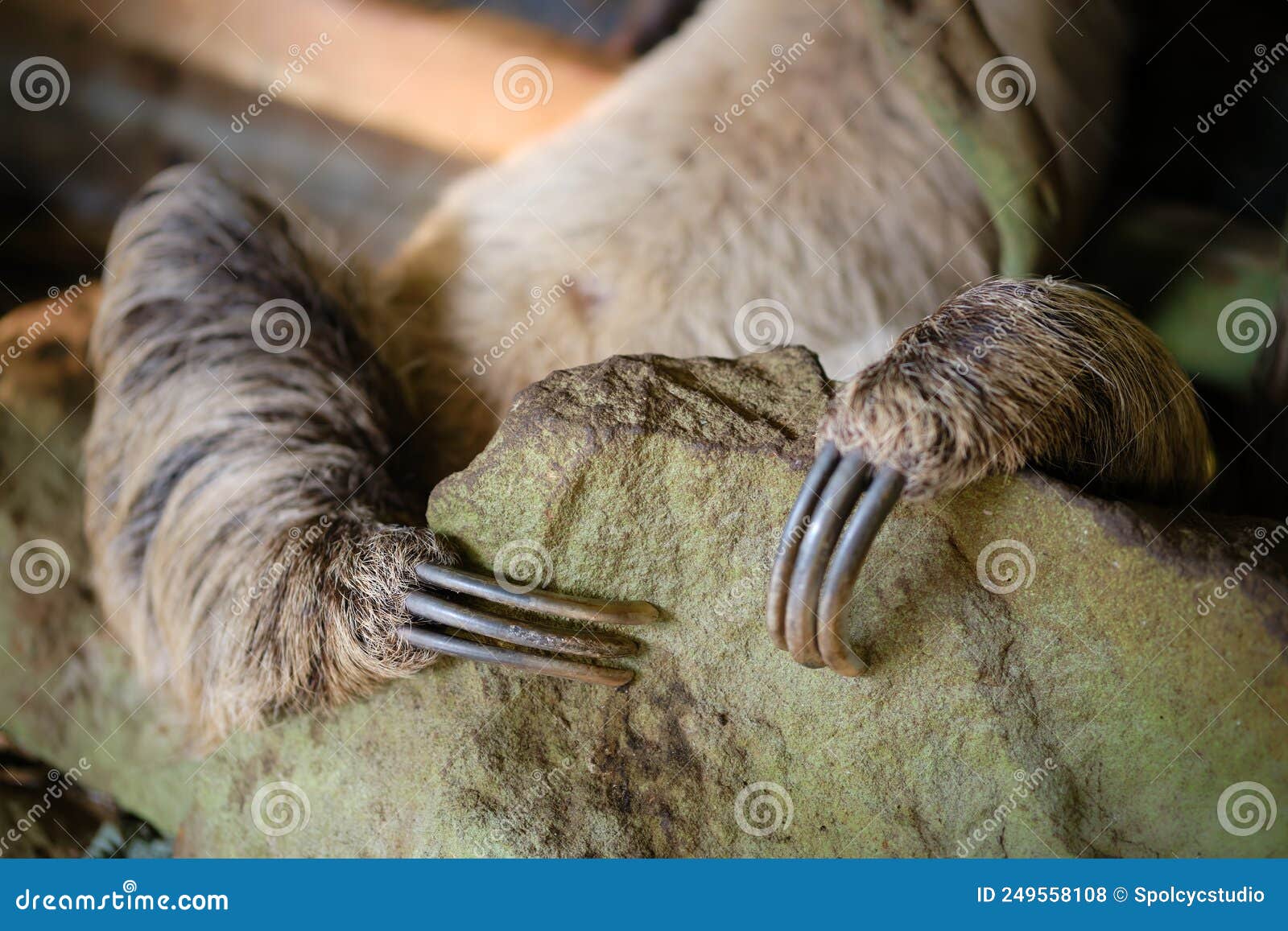 Close-up of Three Clawed Toes of a Three-toed Sloth Stock Photo - Image ...