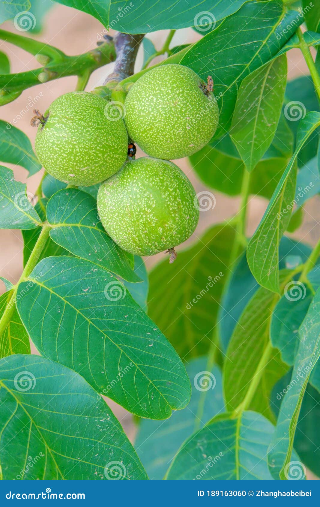 Walnut fruit stock photo. Image of seed, fructification - 189163060