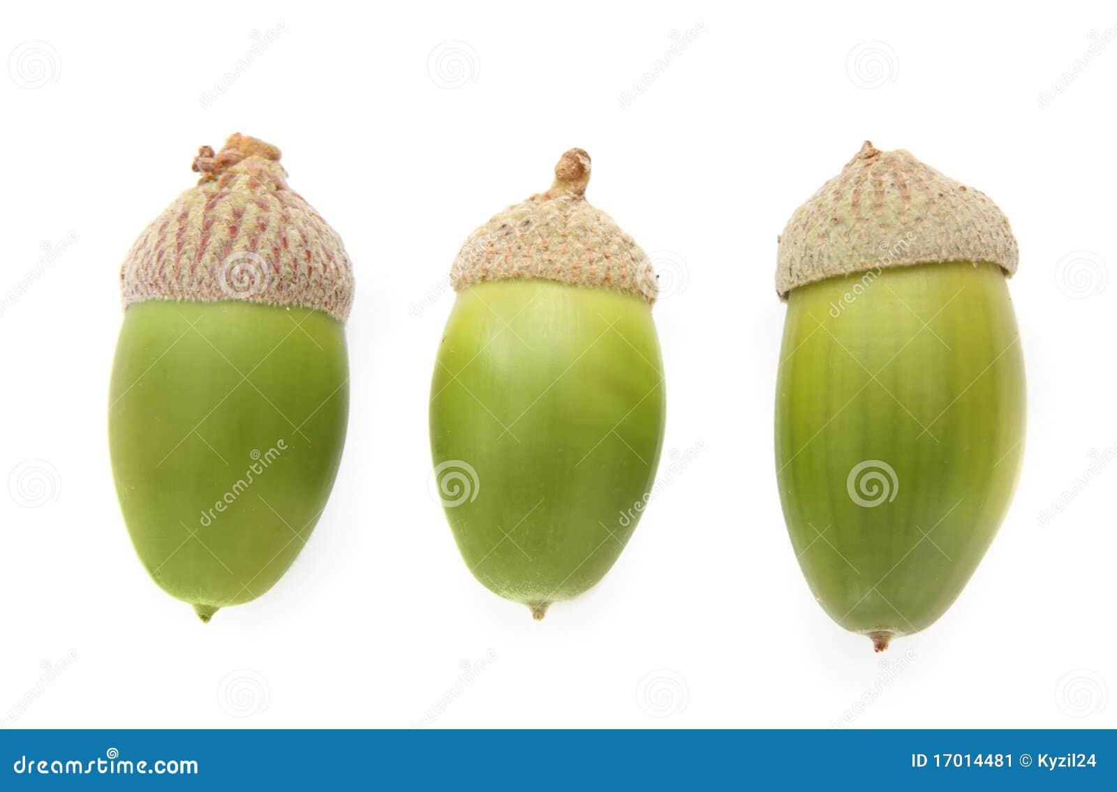 Close-up of Three Green Acorns Stock Image - Image of decoration ...