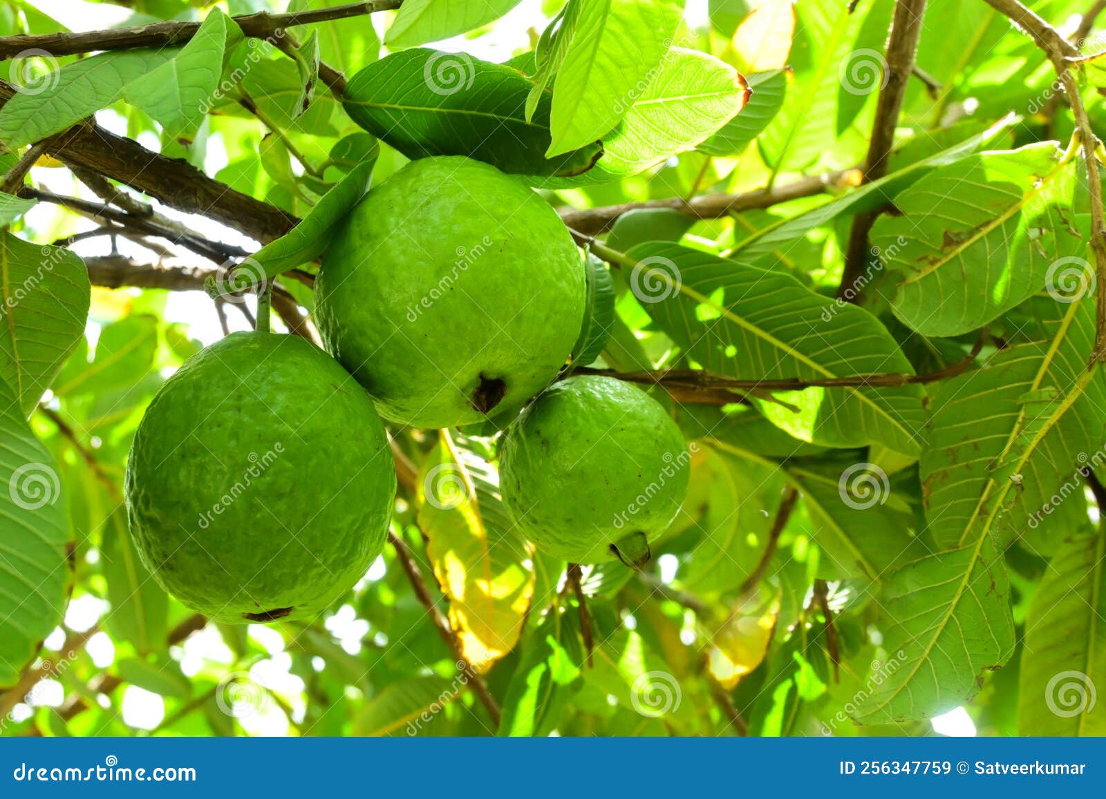 Close-up of Three Guava Fruits Hanging on Tree Branch Stock Image ...