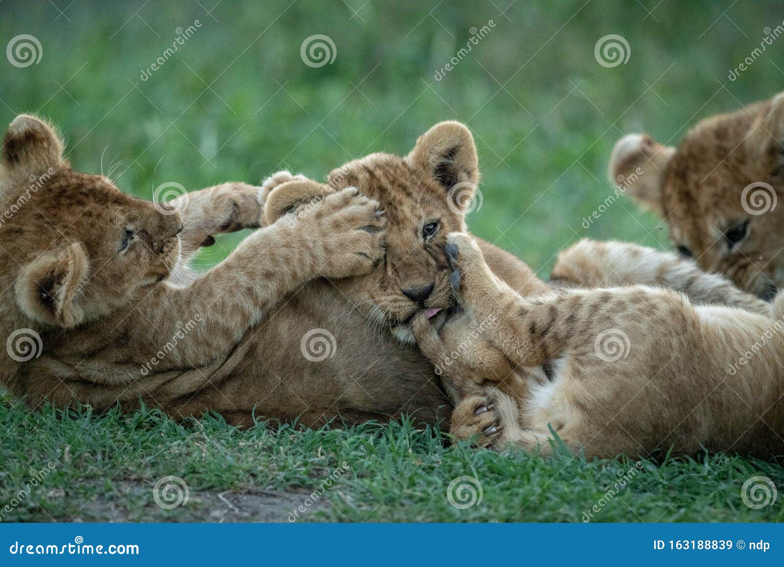 Close-up of Three Lion Cubs Play Fighting Stock Image - Image of ...