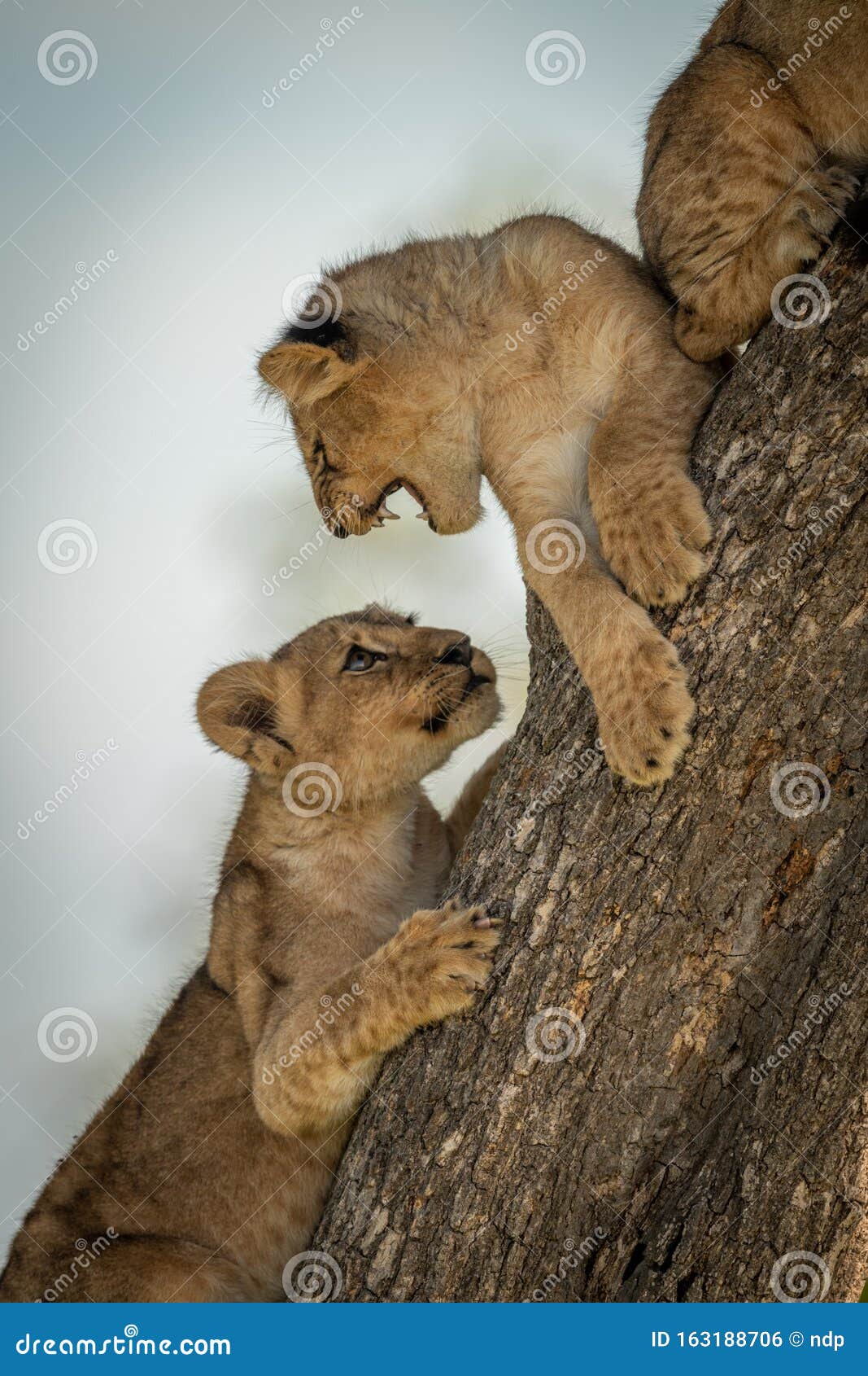 Close-up of Three Lion Cubs in Tree Stock Photo - Image of african ...