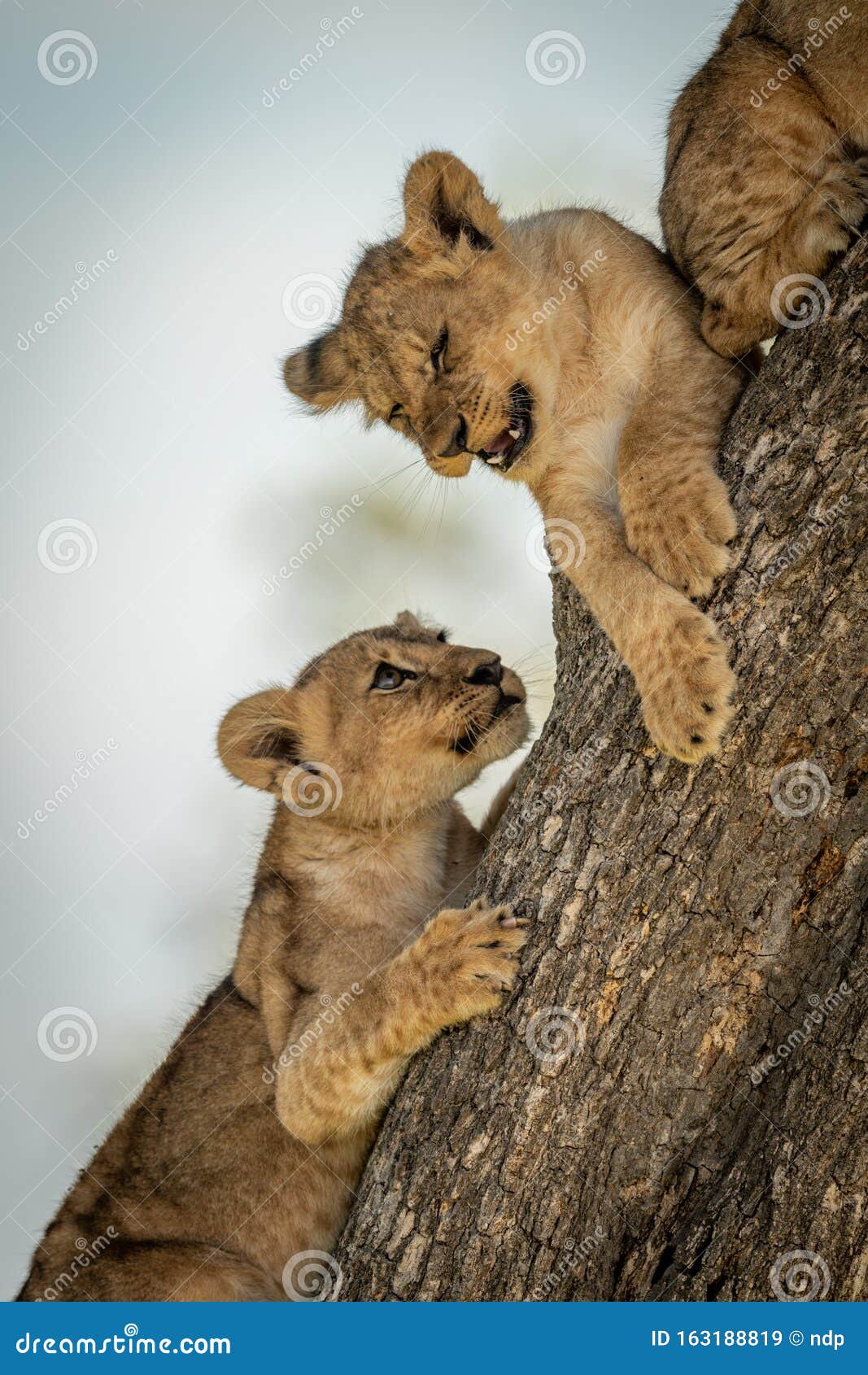 Close-up of Three Lion Cubs on Trunk Stock Image - Image of three ...