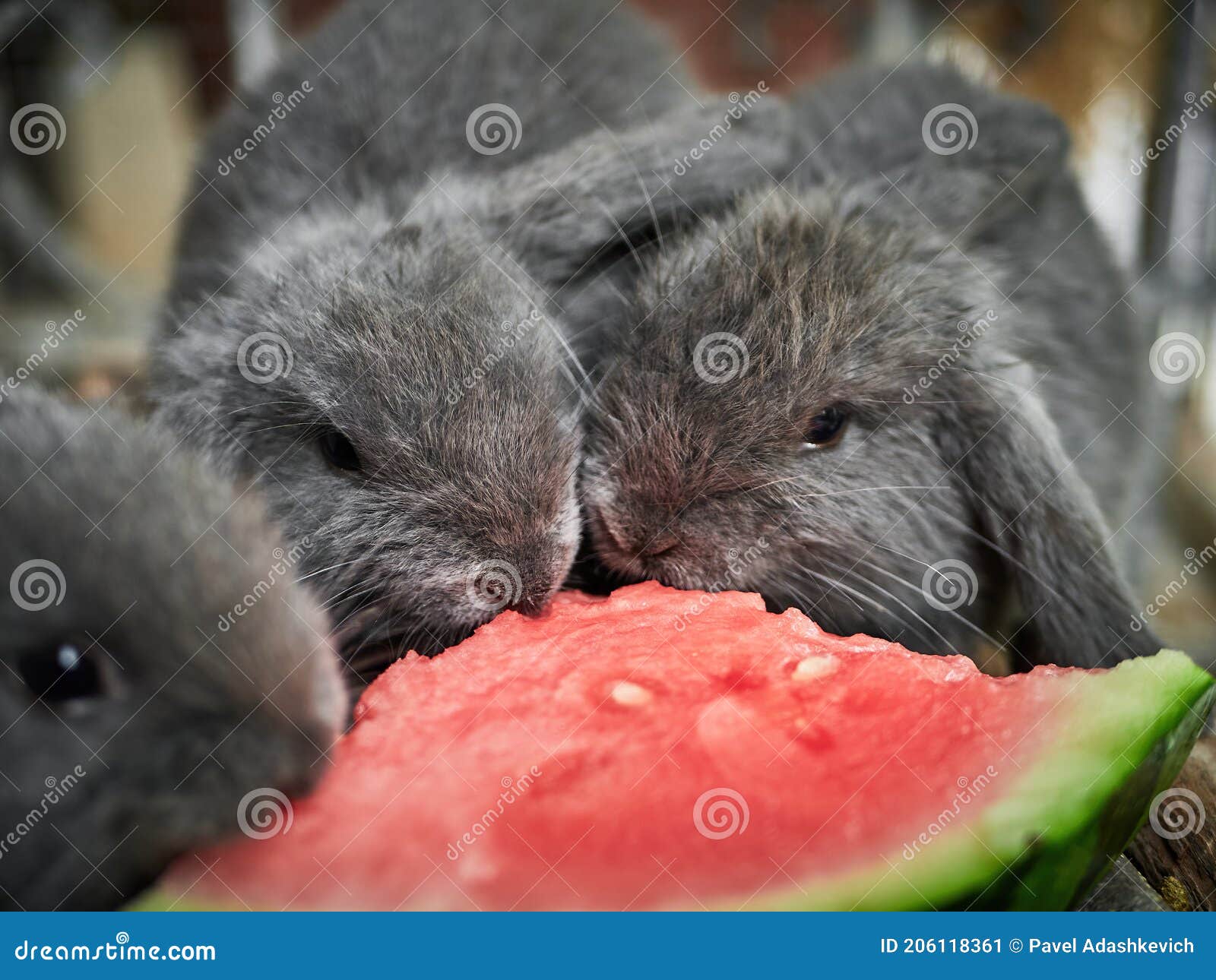 Close-up of Three Little Grey Rabbits Eating Watermelon Stock Image ...