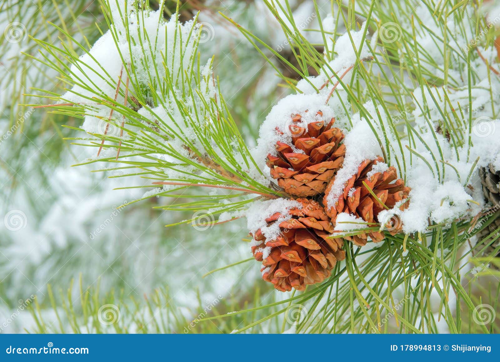 Pine cone in snow stock image. Image of natural, pinecone - 178994813