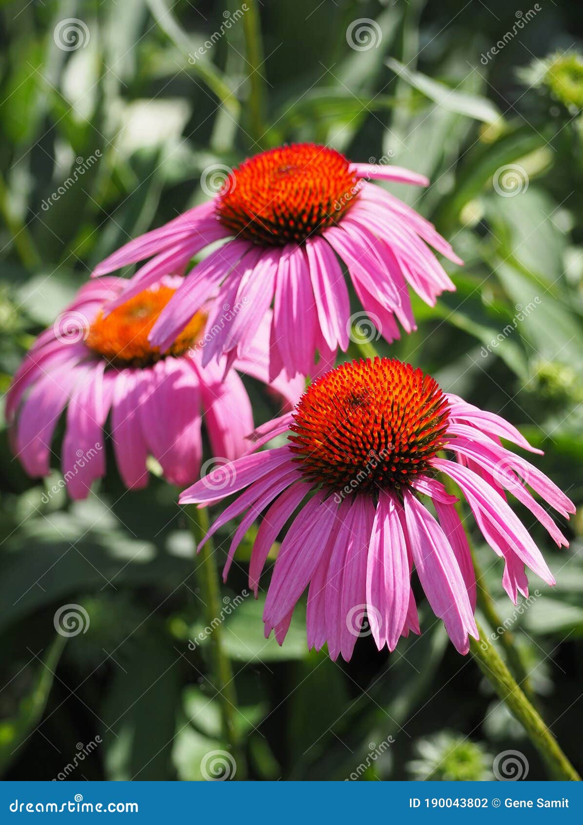 The Pink Flowers are Clustered Together. Stock Photo - Image of season ...