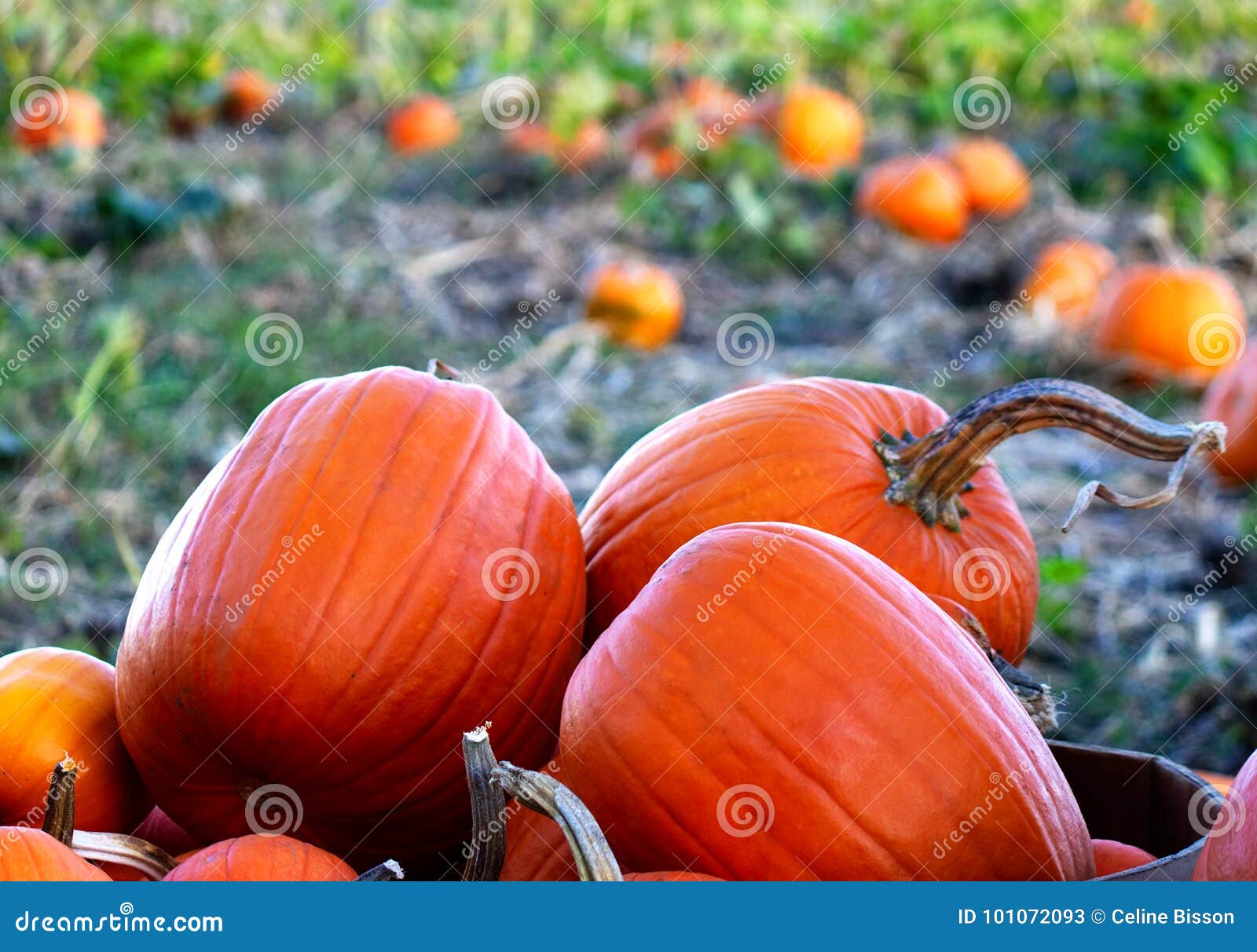 Close-up of three pumpkins stock image. Image of autumn - 101072093
