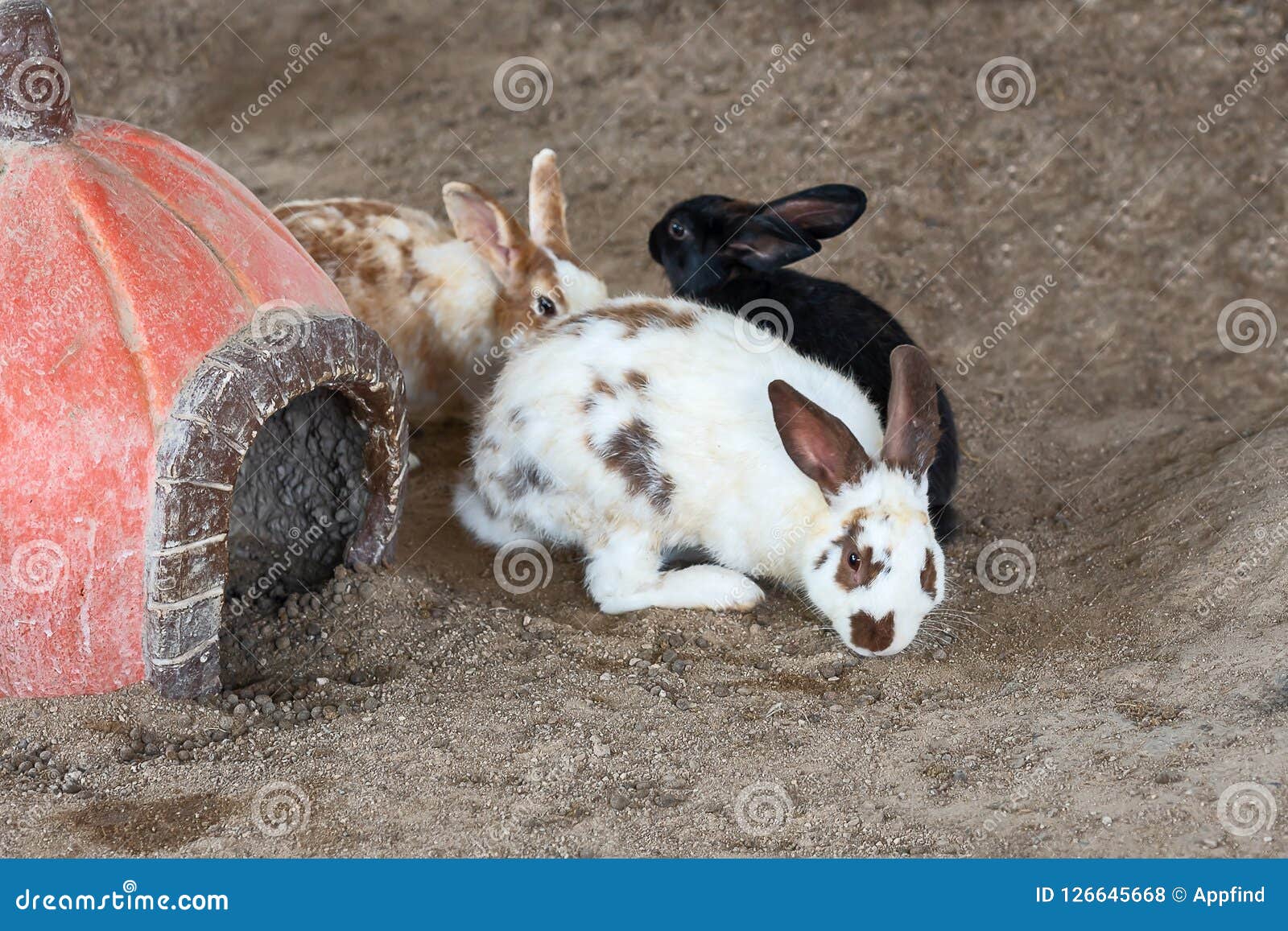 Close up three rabbits. stock photo. Image of baby, easter - 126645668