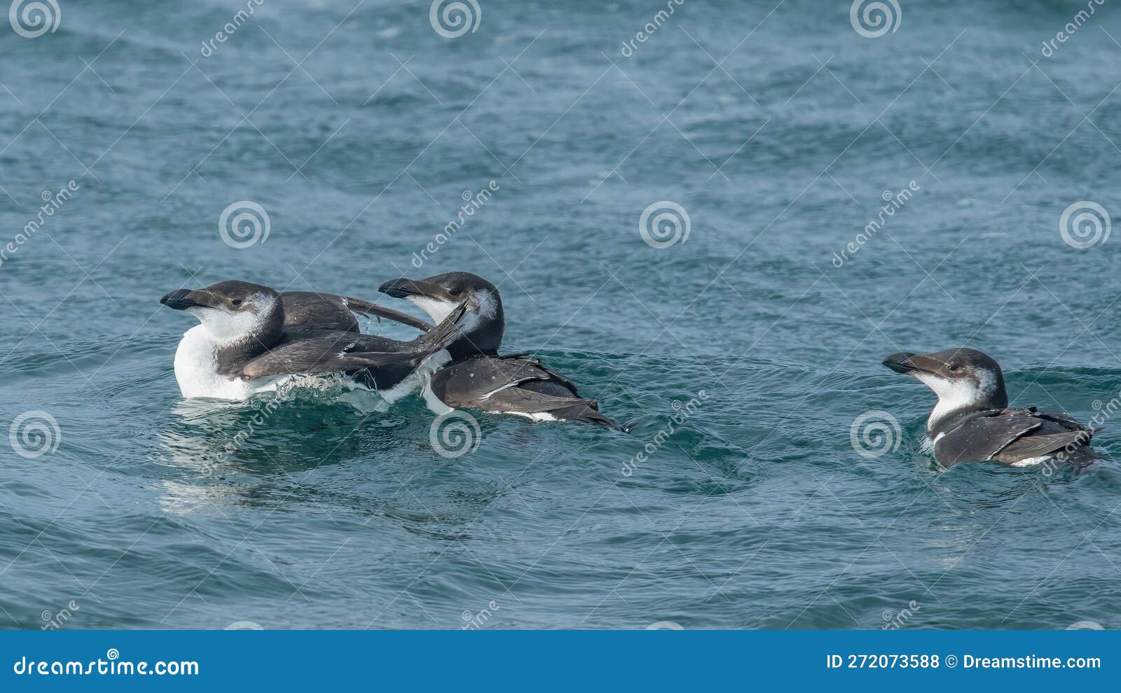 Close Up of Three Razorbill Birds Swimming in the Ocean Stock Photo ...