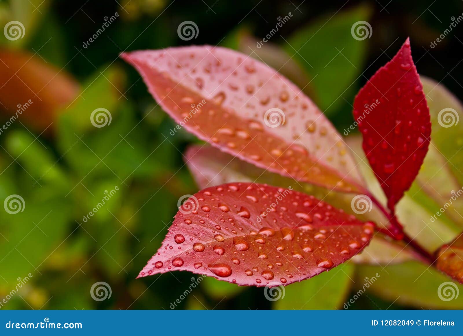 Close-up of Three Red Leaves (Path Included) Stock Image - Image of ...