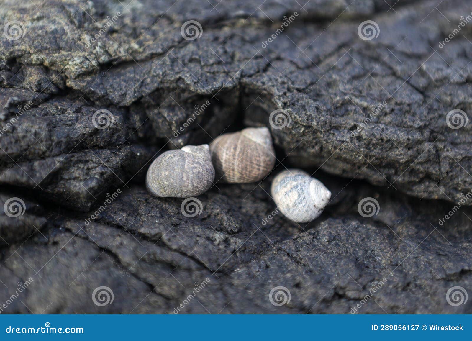 Close-up of Three Seashells on a Rough, Black Surface Stock Image ...