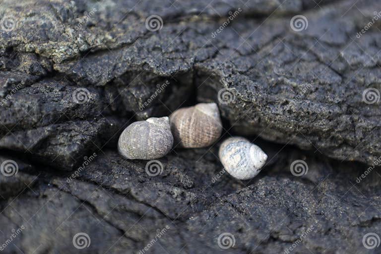 Close-up of Three Seashells on a Rough, Black Surface Stock Image ...