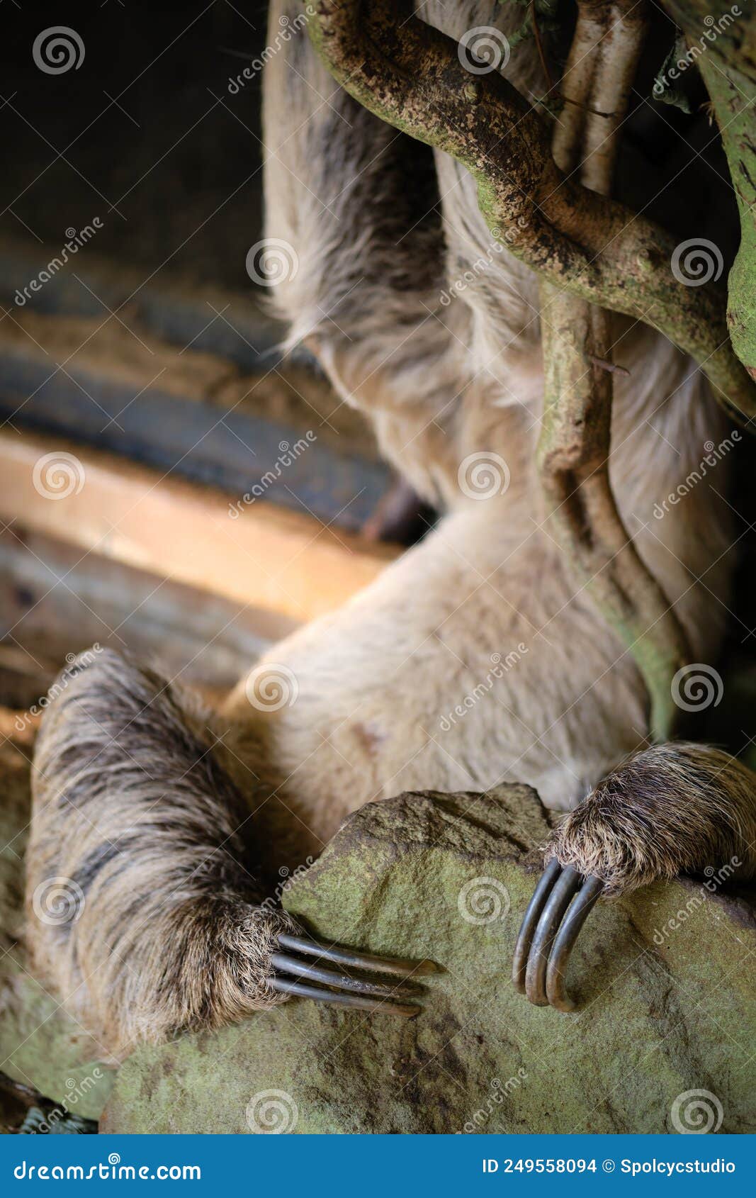 Close-up of a Three Toed Sloth Stock Photo - Image of black, head ...