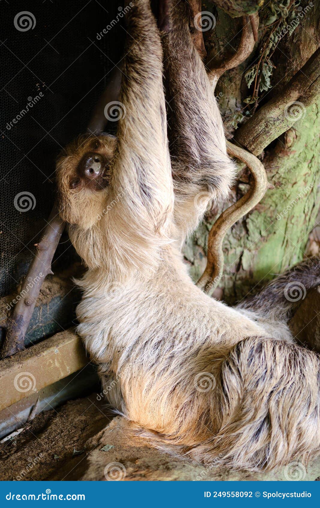 Close-up of a Three Toed Sloth Stock Photo - Image of curved, three ...