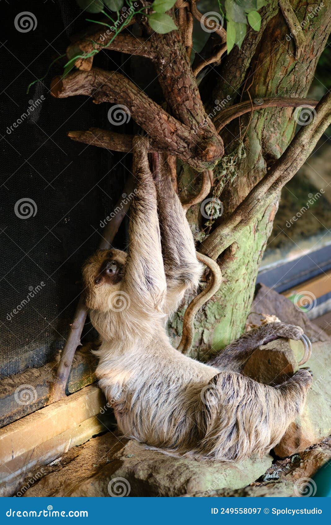 Close-up of a Three Toed Sloth Stock Image - Image of claws, life ...