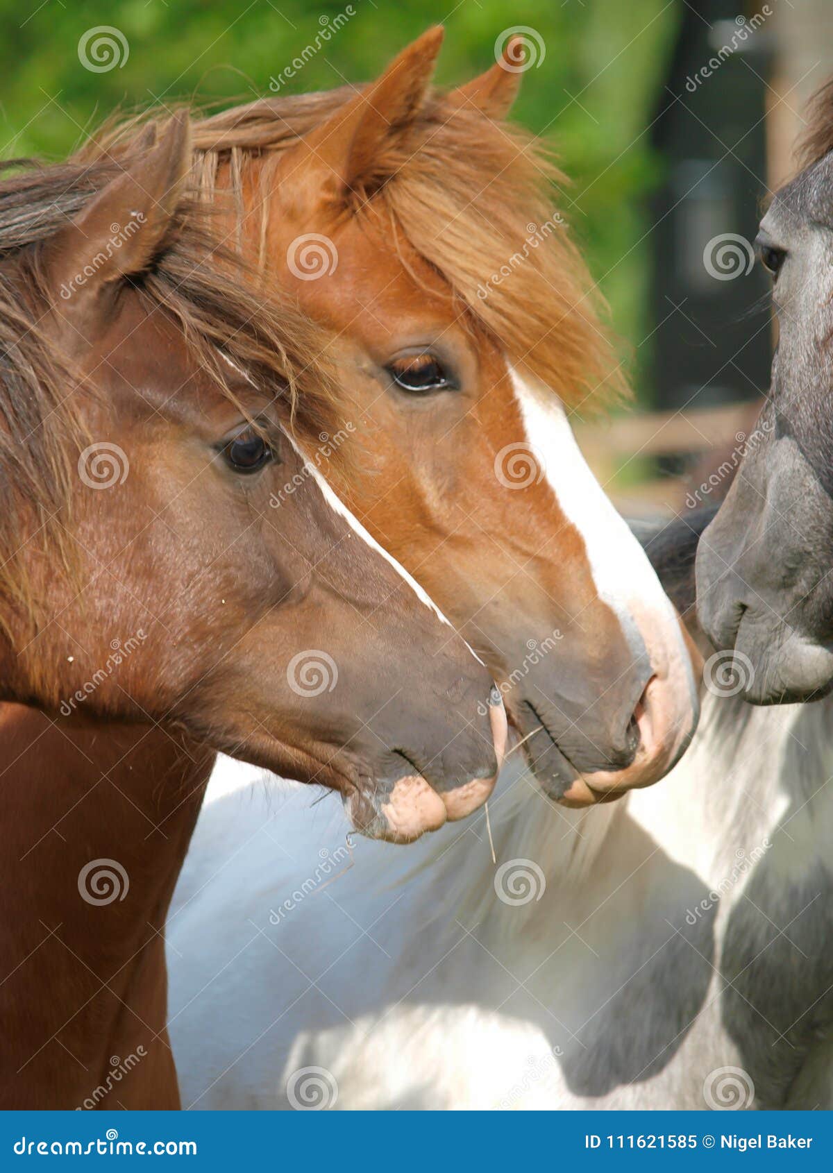 Three Welsh Ponies stock image. Image of liberty, beauty - 111621585