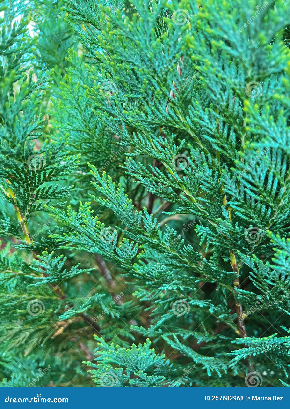 Close-up of Thuja Branches. Green Leaves of Thuja Tree Stock Photo ...