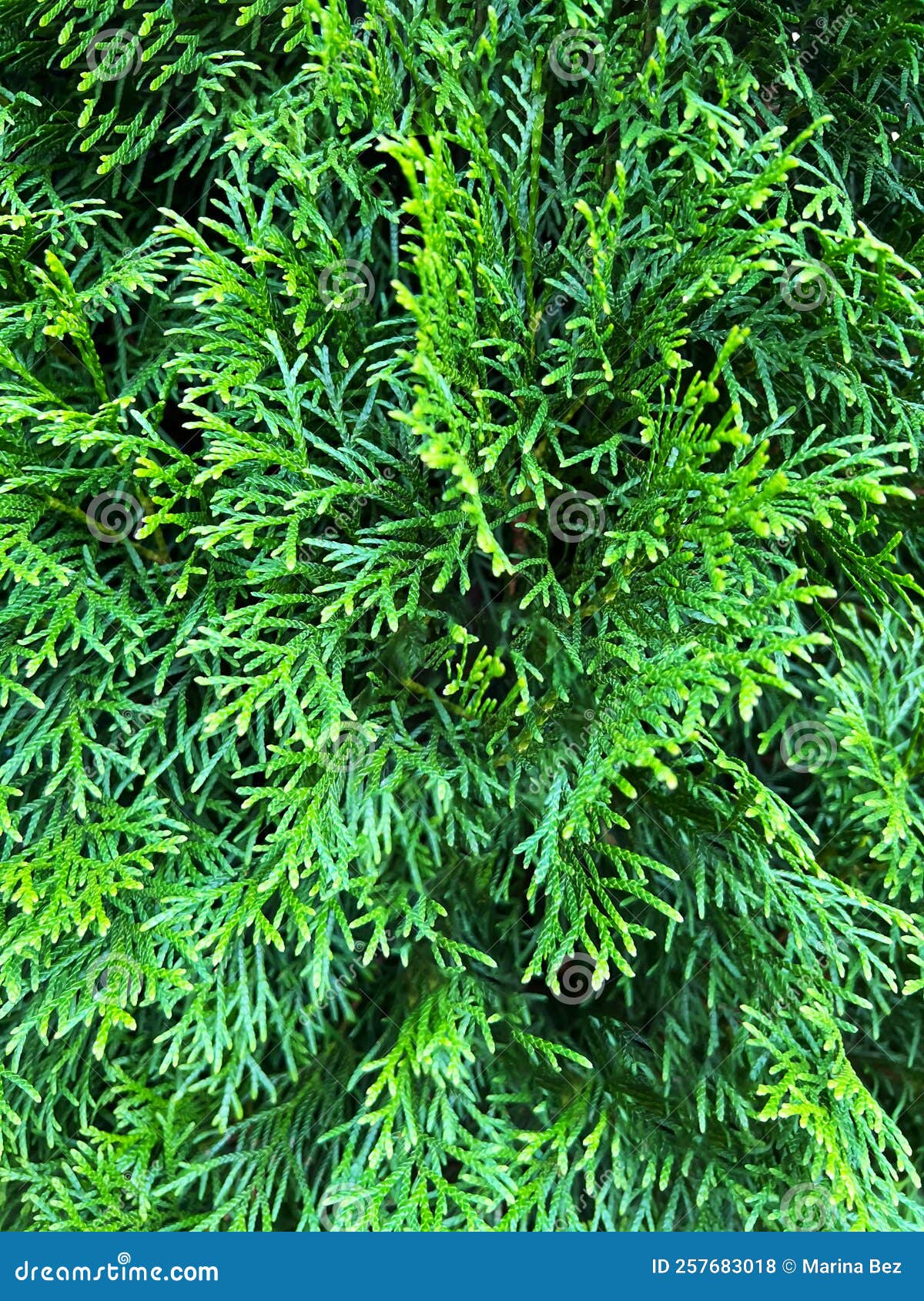 Close-up of Thuja Branches. Green Leaves of Thuja Tree Stock Photo ...