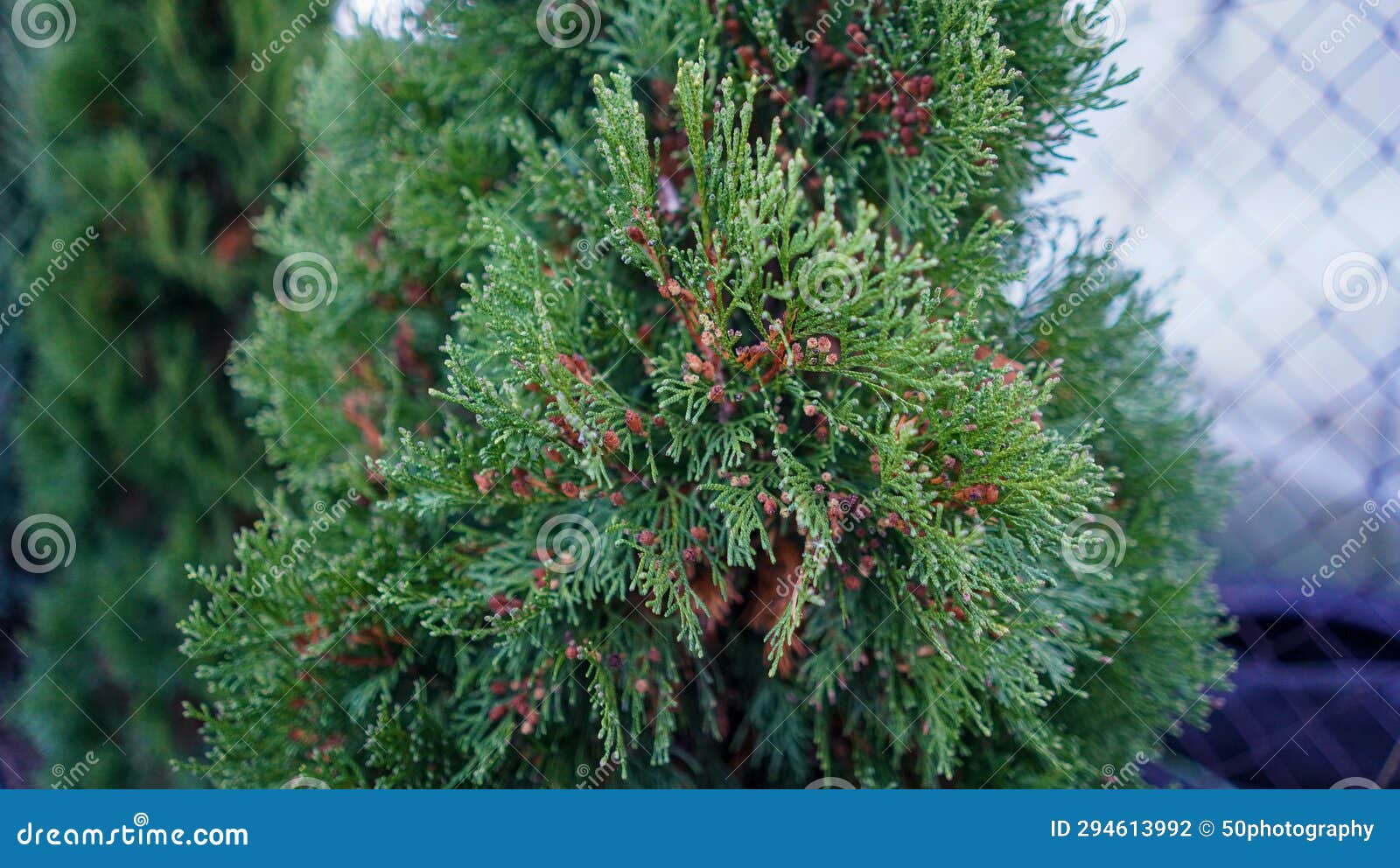 Close up of a thuja stock photo. Image of leaf, spruce - 294613992