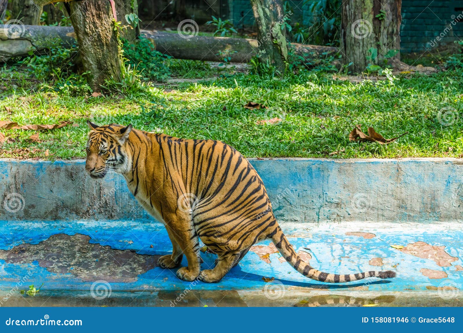 Tiger Defecating in the Zoo Stock Photo - Image of mouth, striped ...