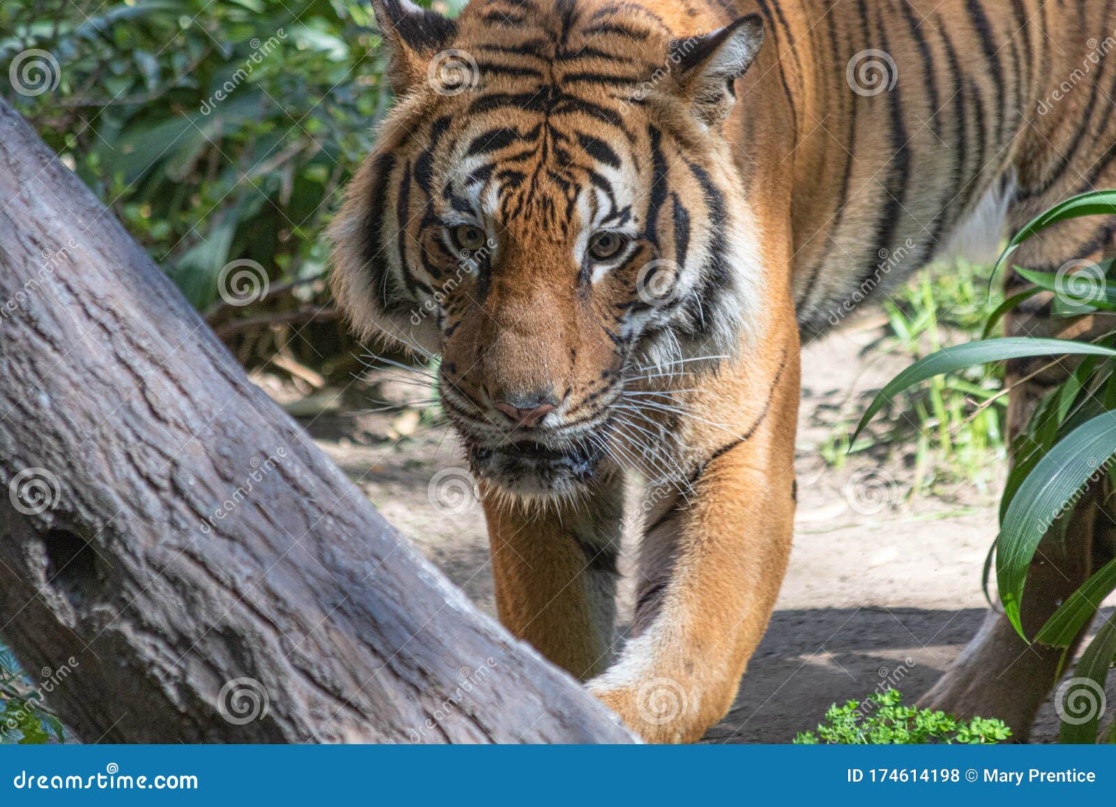 Close Up of Tiger Face, Powerful Dangerous Intense Wild Siberian Tiger ... Close Up of Tiger Face, Powerful Dangerous Intense Wild Siberian Tiger ...