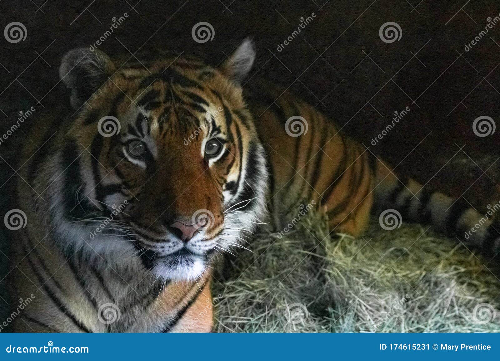 Close Up of Tiger Face, Powerful Dangerous Intense Wild Siberian Tiger ...