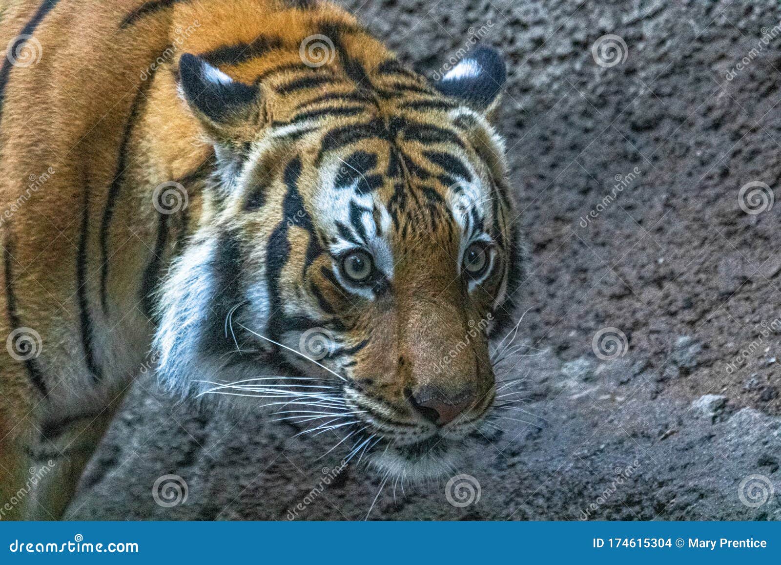 Close Up of Tiger Face, Powerful Dangerous Intense Wild Siberian Tiger ... Close Up of Tiger Face, Powerful Dangerous Intense Wild Siberian Tiger ...