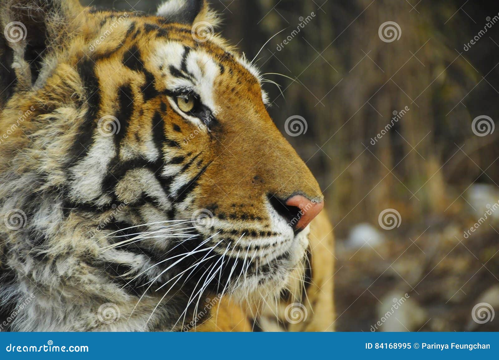 Close Up Tiger Face Profile Stock Image - Image of close, aggression: 84168995