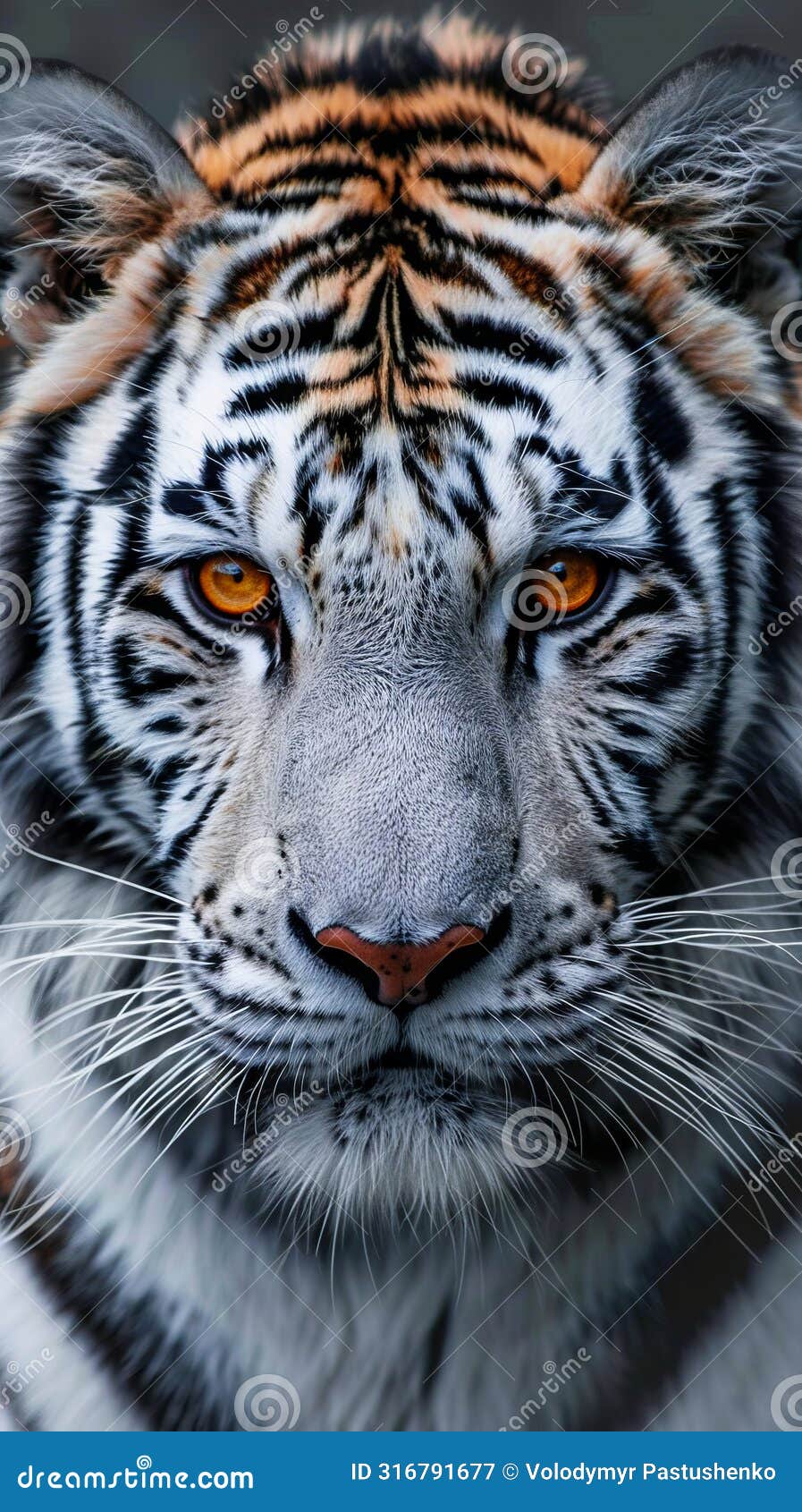 A Close Up of a Tiger with Orange Eyes Stock Image - Image of portrait ...