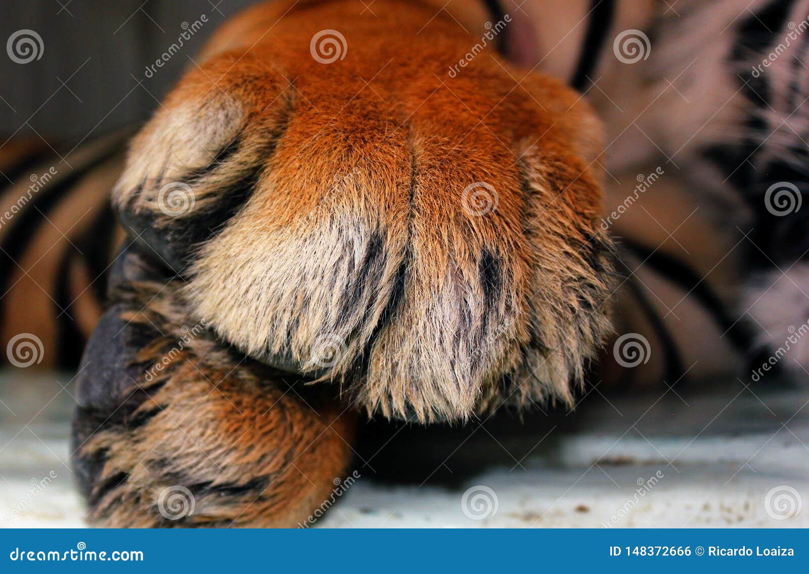 Close Shot of Tiger Paws Lying Down. Stock Photo - Image of asia ...
