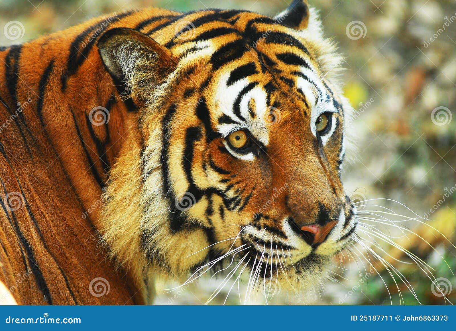 Close up of a tiger s face stock image. Image of beauty - 25187711