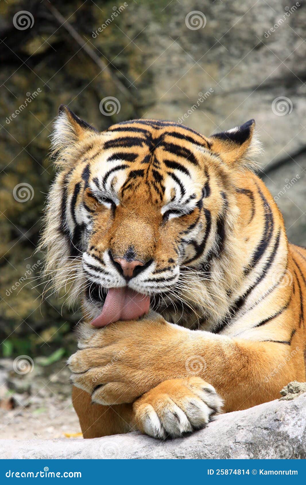 Close up of a tiger s face stock photo. Image of fierce - 25874814