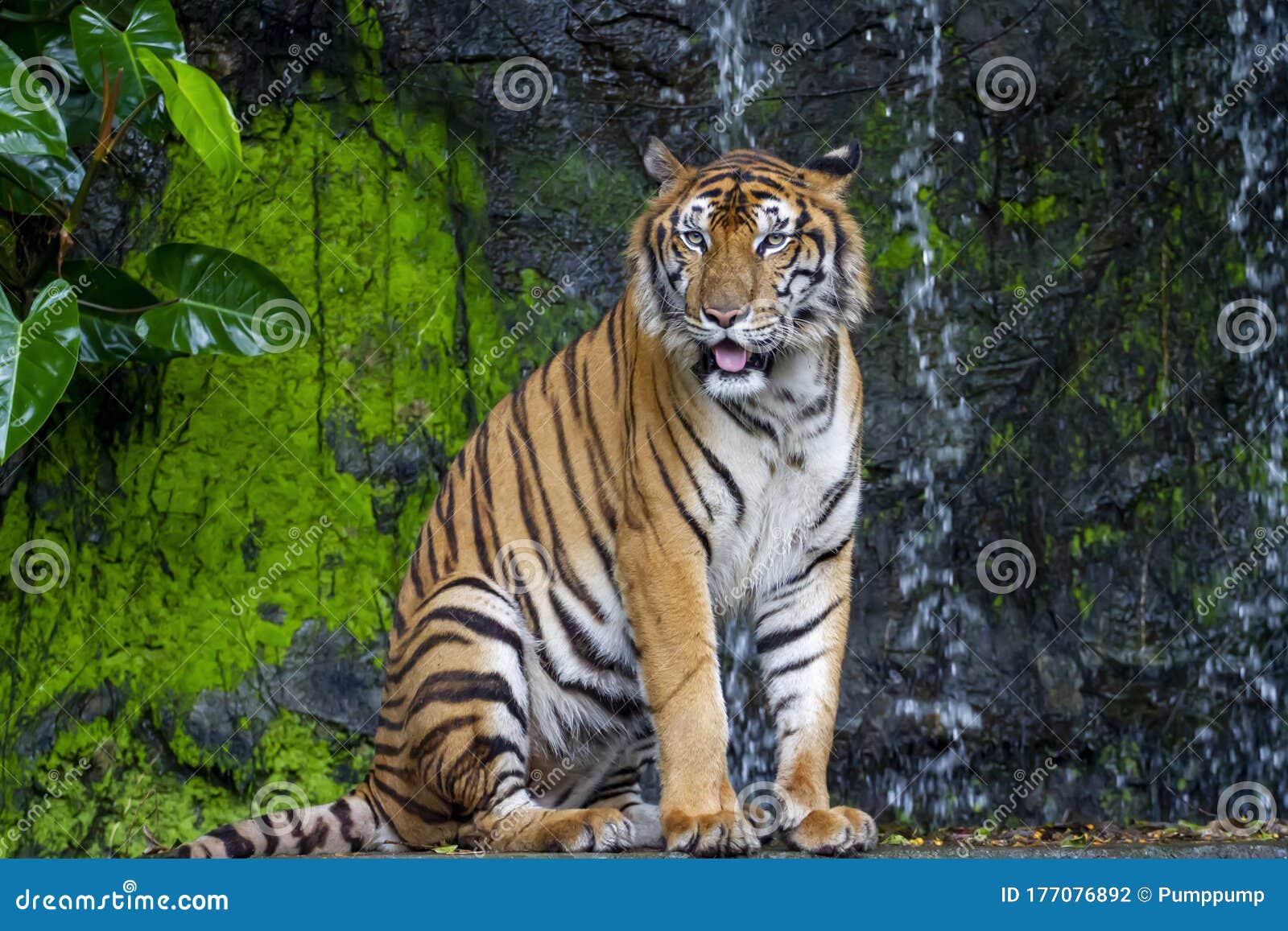 Close Up Tiger Sit Down in Front of the Waterfall Stock Photo - Image ...