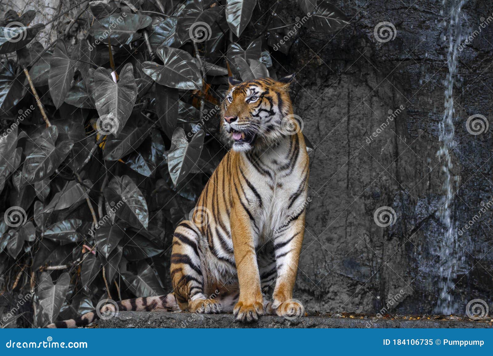 Close Up Tiger Sit Down in Front of the Waterfall Tone Dark Stock Image ...