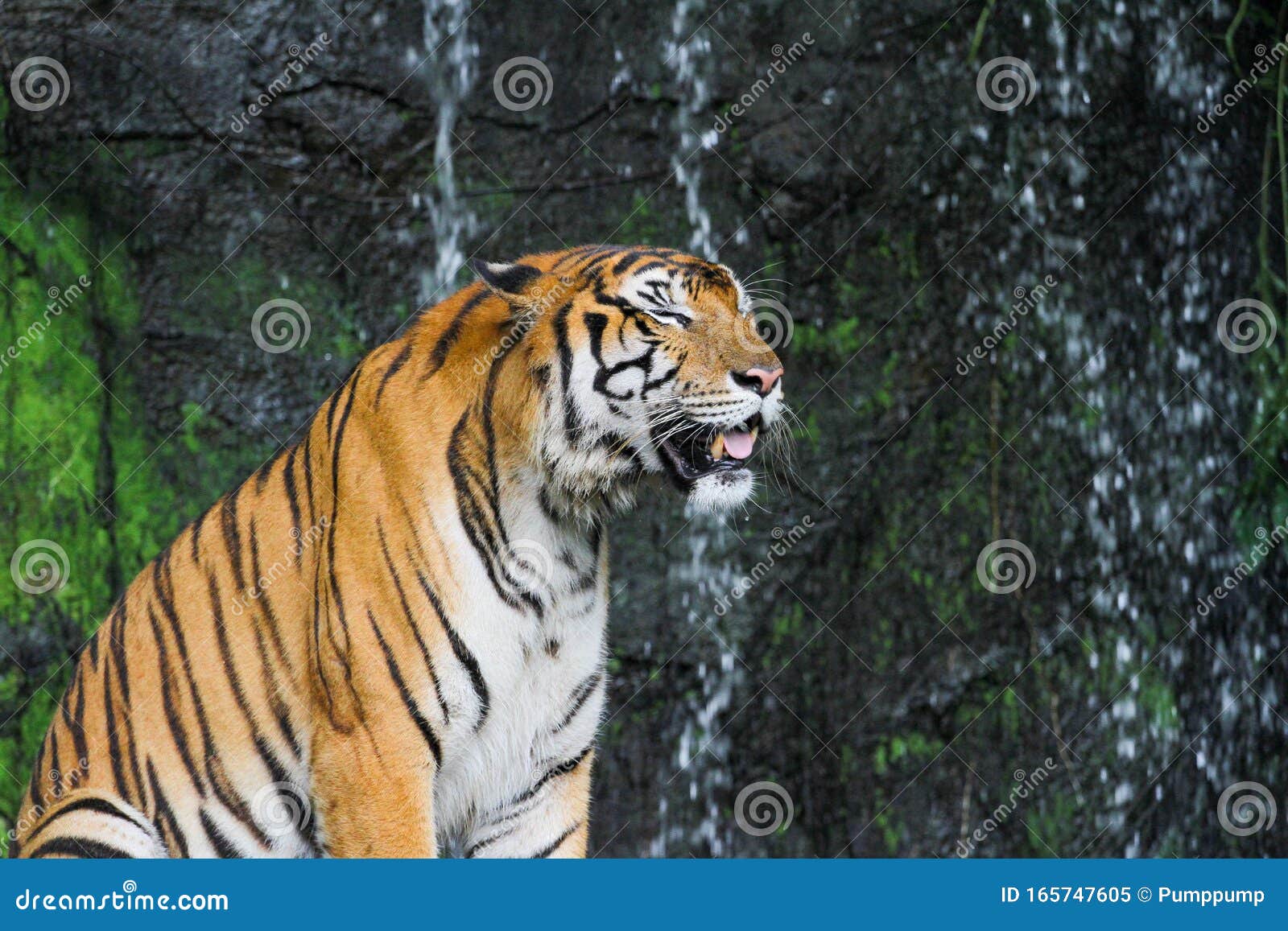 Close Up Tiger Sitdown in Front of the Waterfall Stock Image - Image of ...