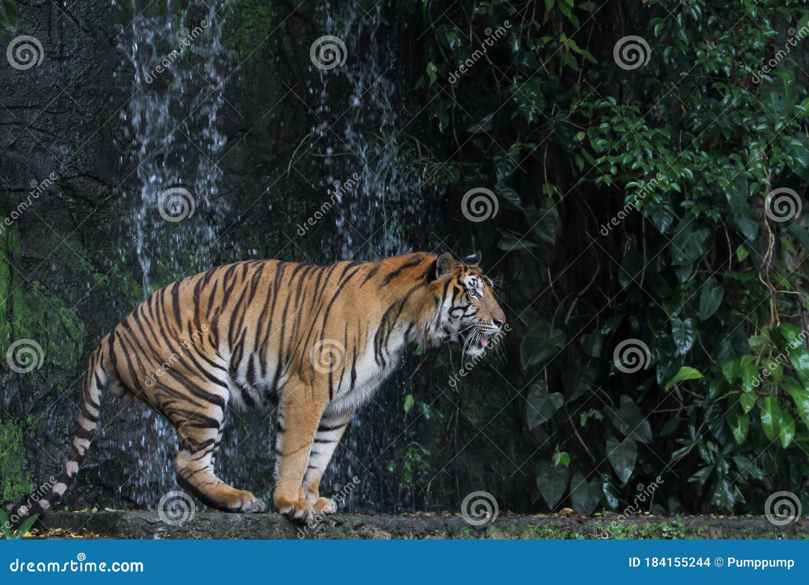 Close Up Tiger Walk in Front of the Waterfall at Thailand Stock Photo ...
