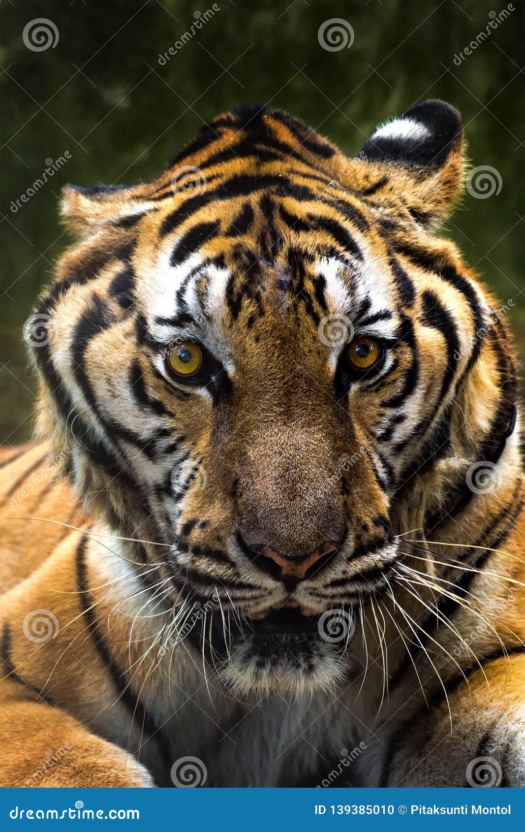 Close-up of a Tigers face stock photo. Image of sumatran - 139385010