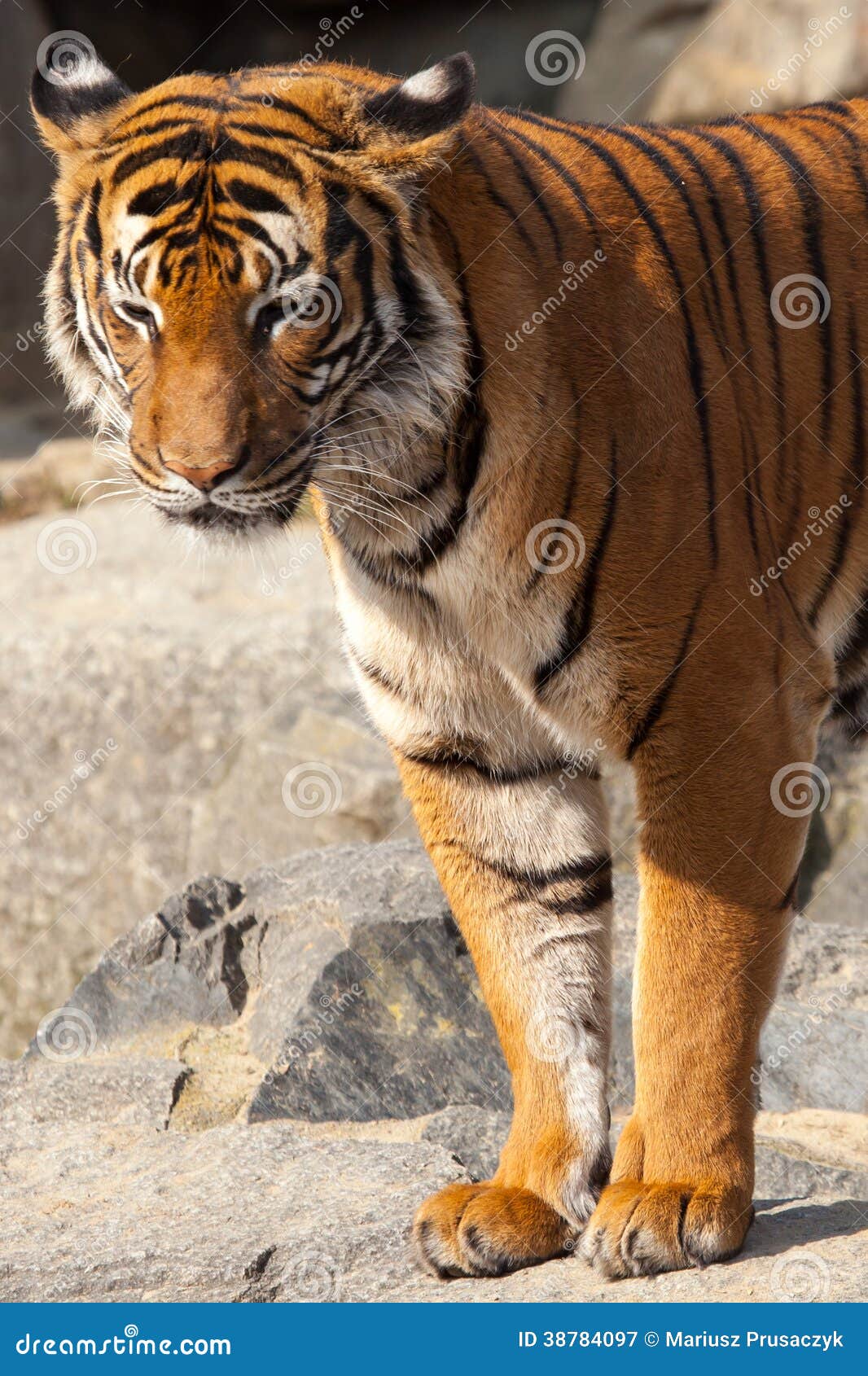 Close-up of a Tigers face. stock image. Image of mammal - 38784097