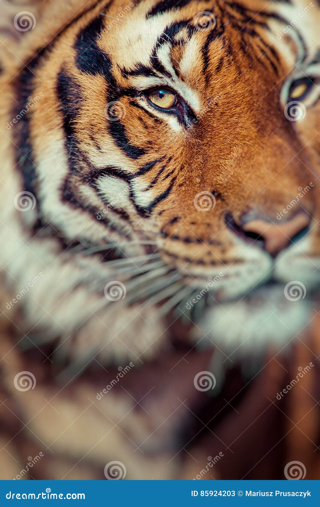 Close-up of a Tigers Face.Selective Focus. Stock Image - Image of close ...