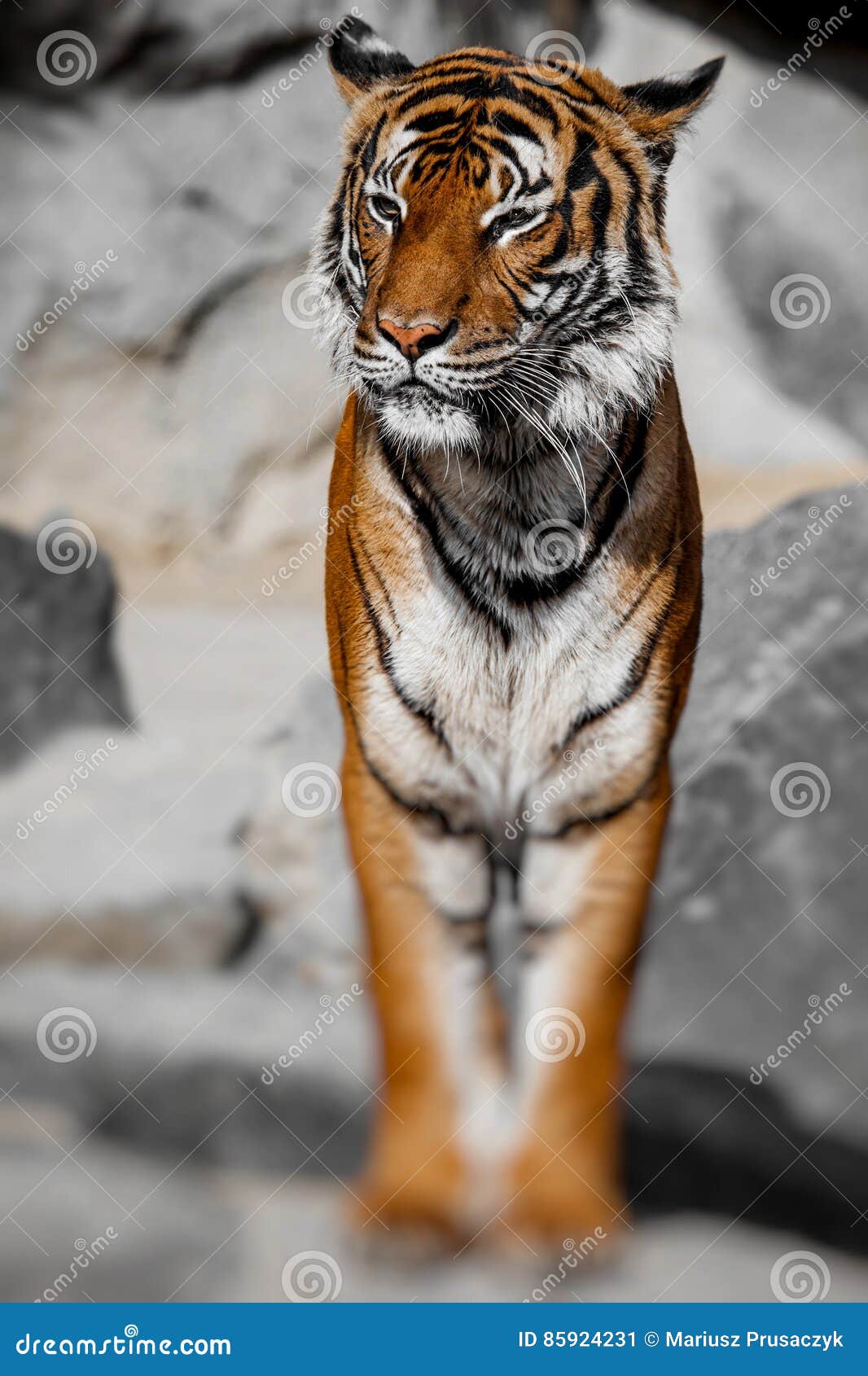 Close-up of a Tigers Face.Selective Focus. Stock Image - Image of ...