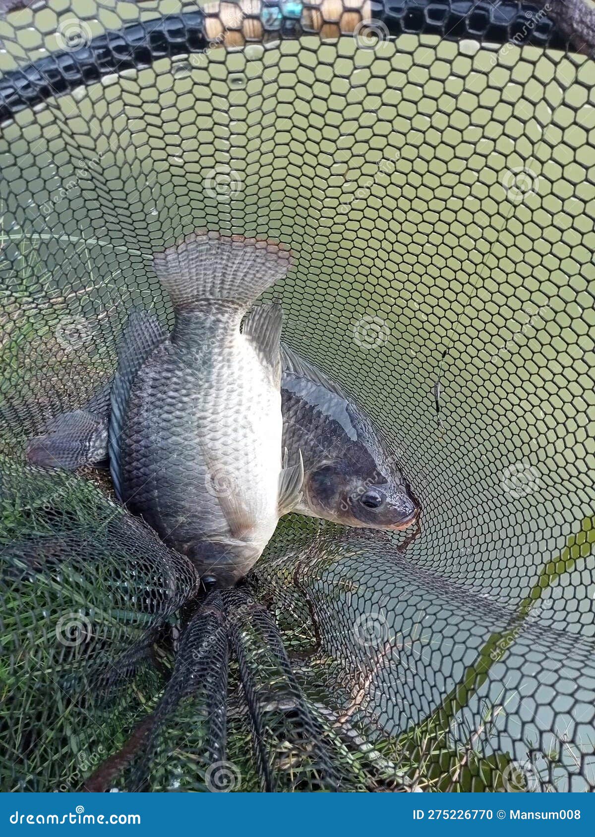 Tilapia fish in the net stock photo. Image of large - 275226770