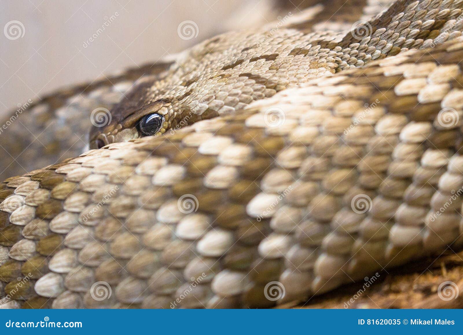 Close-up of a Timber Rattlesnake Stock Image - Image of wild, snake ...